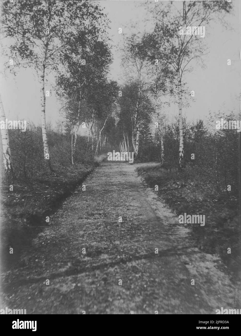 Landscape photograph of birch trees hi-res stock photography and images ...