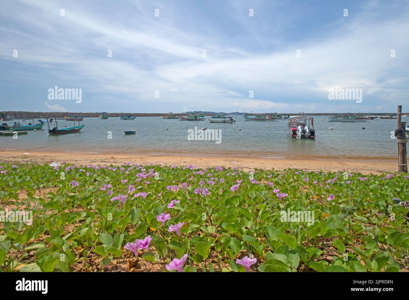 Creeping goat foot plants with flowers covering the beach at the shore ...