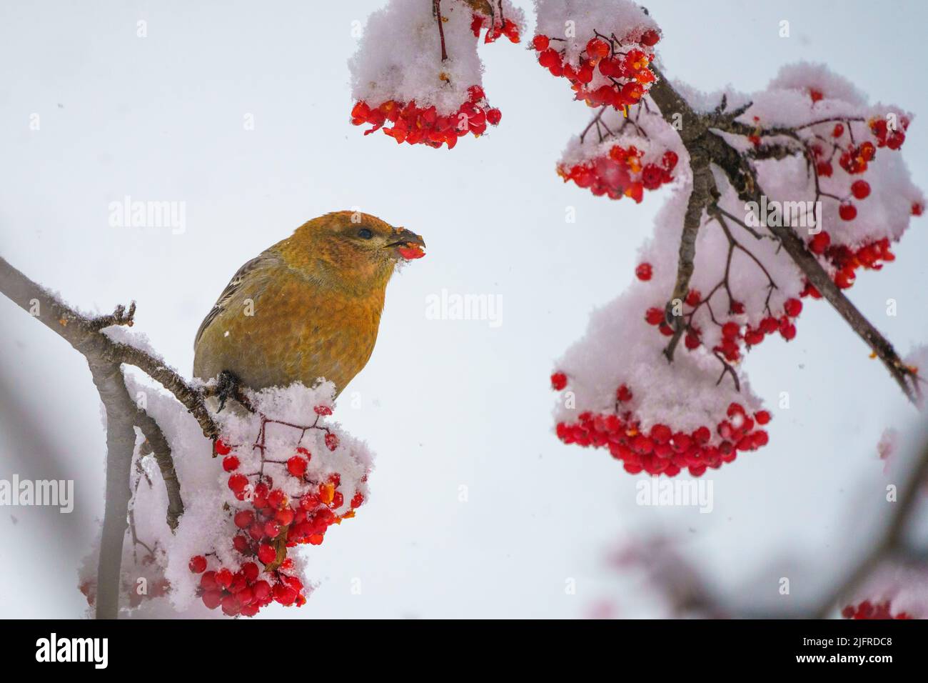 Female Pine grosbeak, Pinicola enucleator, sitting in a Rowan tree ...