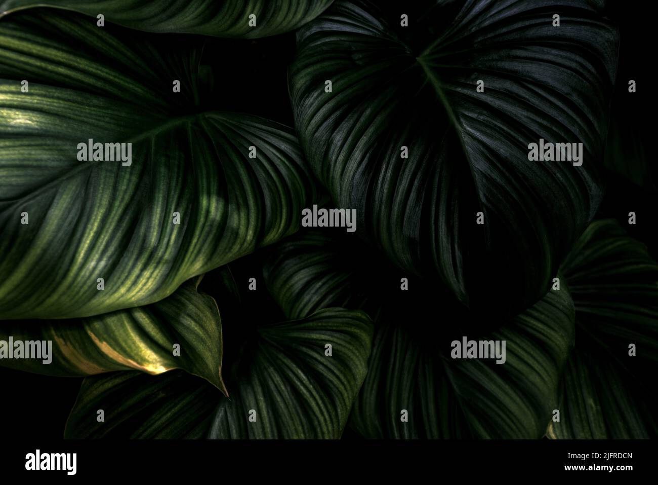 Closeup green leaves of tropical plant in garden. Dense dark shiny ...