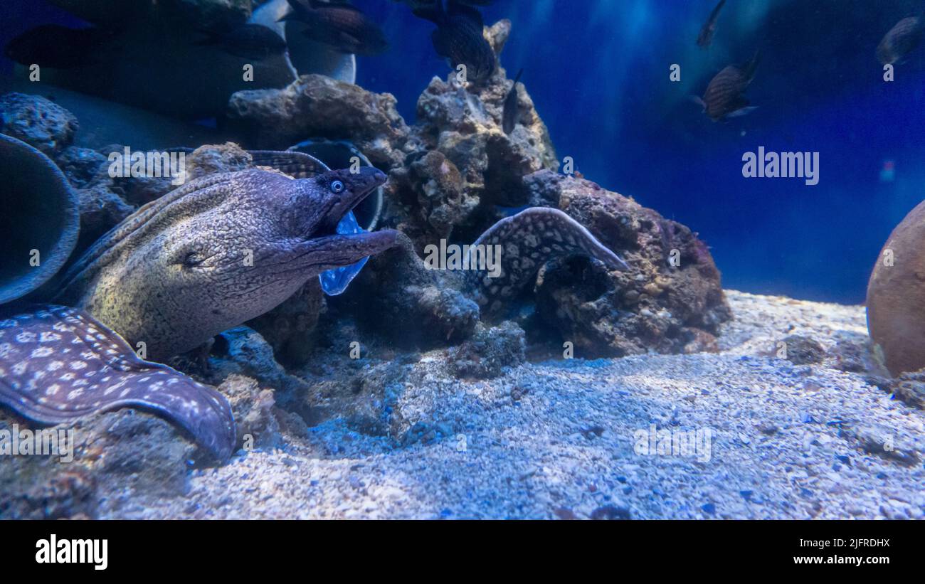 A den with many scary moray eels that stick out their heads and tails ...