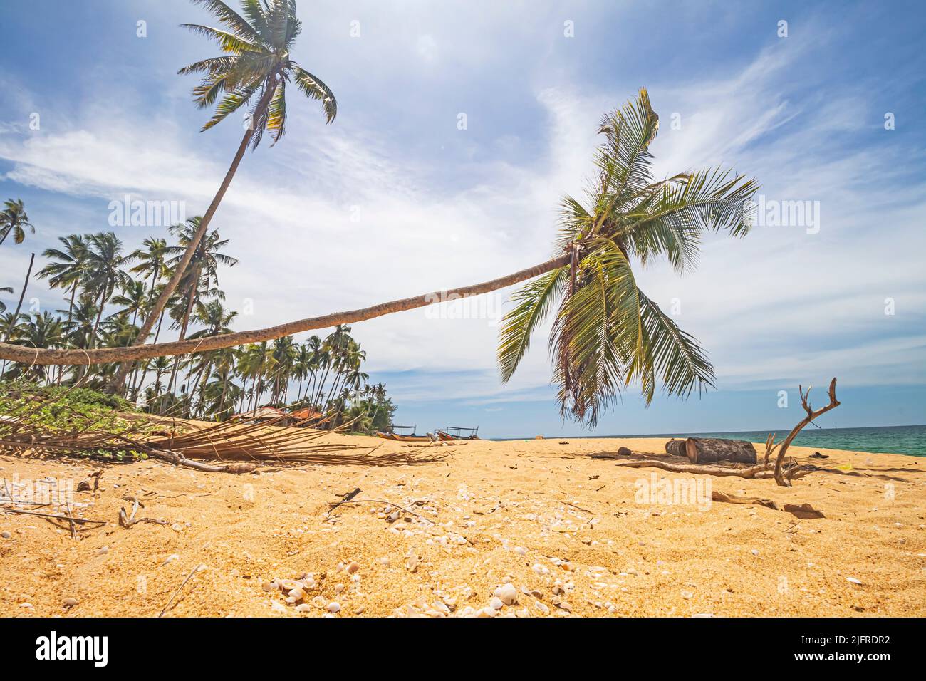 Jambu Tree Tropical Rainforest