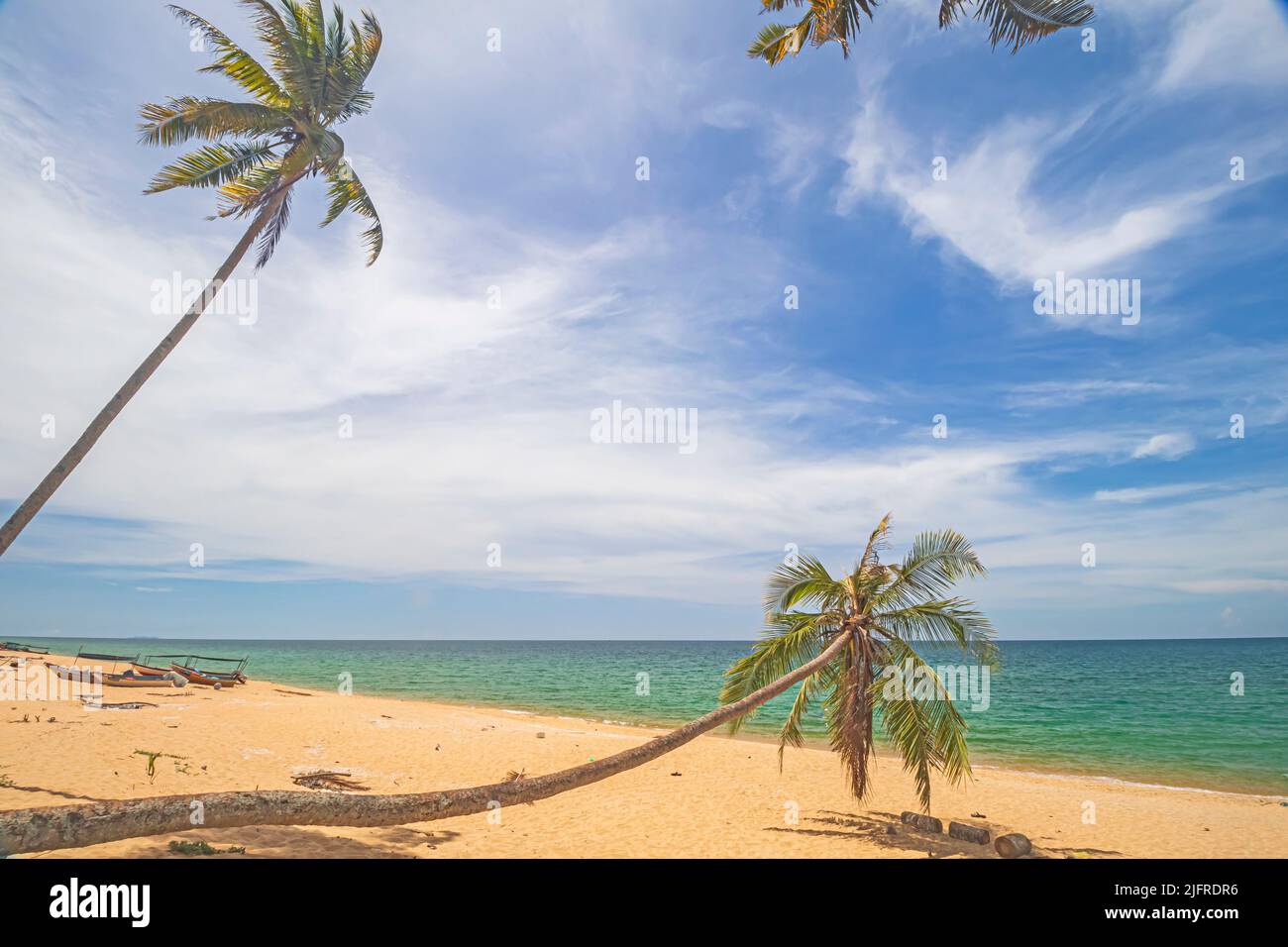 Inclined coconut trees over golden sand beach against sea and blue sky ...