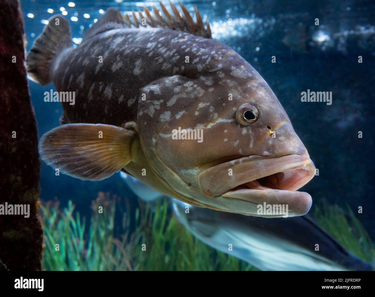 A fish that looks funny with its mouth open and is looking at you like ...