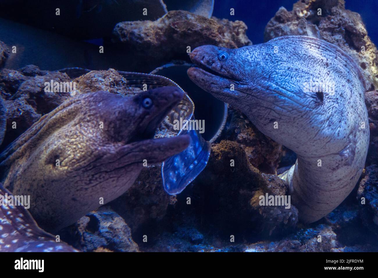 A group of scary moray eels that stare at you and open their mouths at ...
