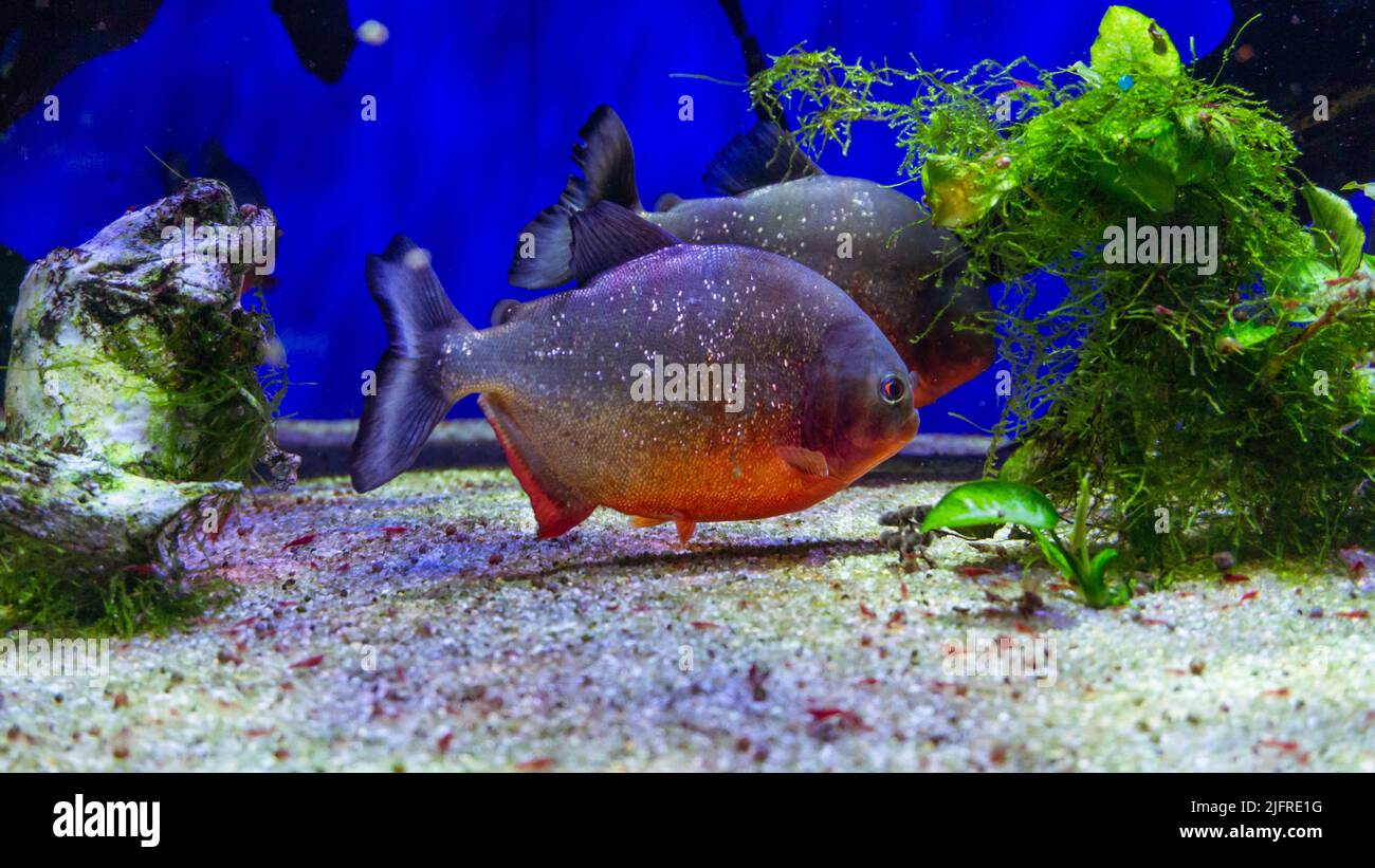 Red Belly Piranha Bite