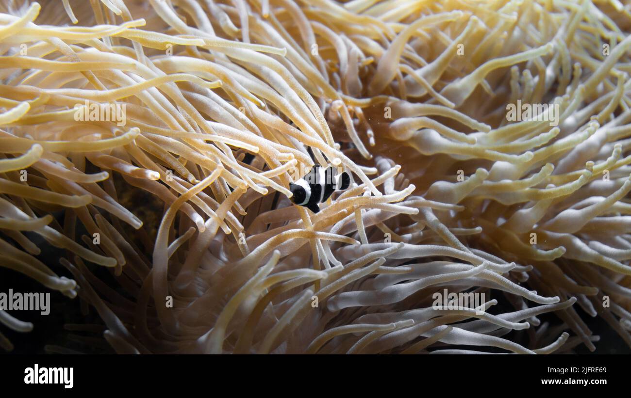 A small black and white clownfish also known as Percula clownfish ...