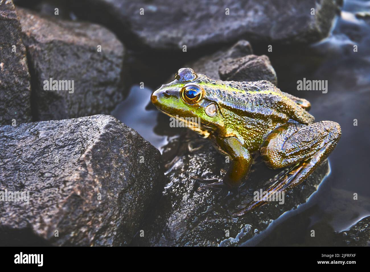 Green brown golden frog sitting on granite stones Stock Photo - Alamy