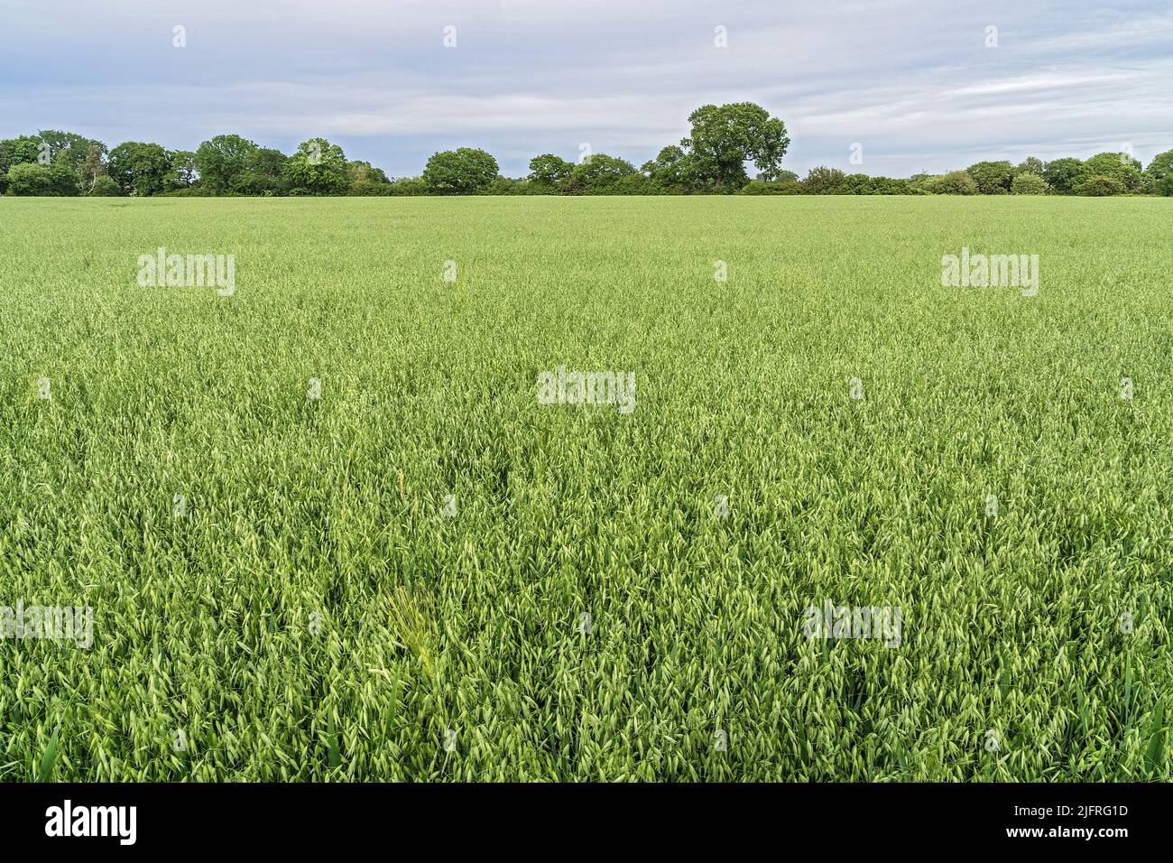 Oat crop (Avena sativa) growing in farm field Wirral Cheshire UK June ...