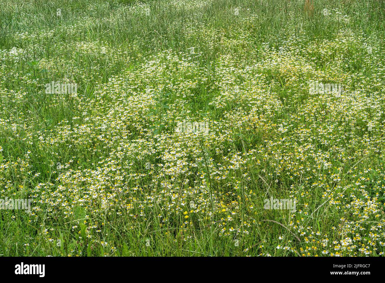 Scentless Mayweed (Matricaria perforata) wild flower growing in meadow ...