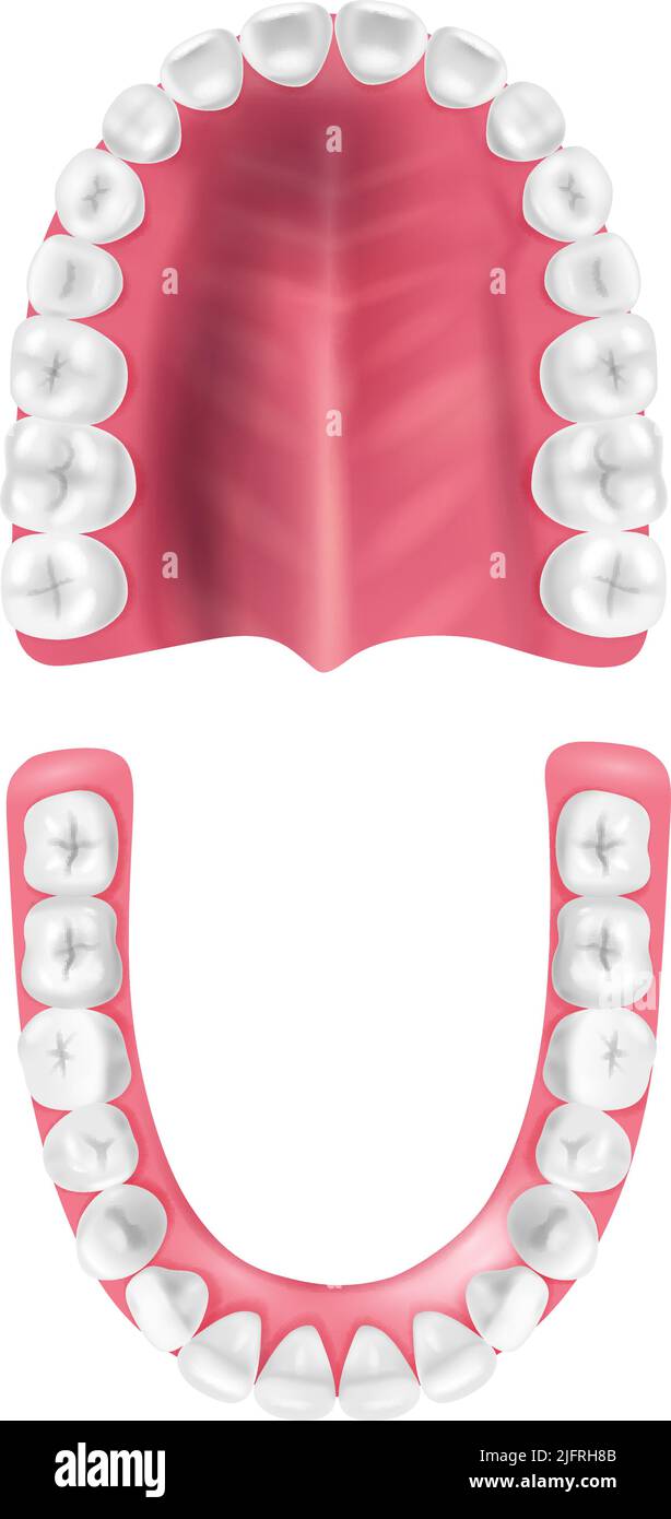 Mouth cavity anatomy icon with lower and upper jaw bones with teeth ...