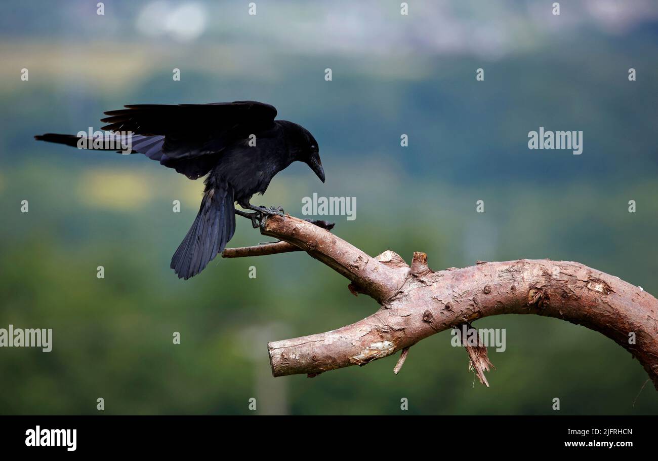 Colourful crow hi-res stock photography and images - Alamy