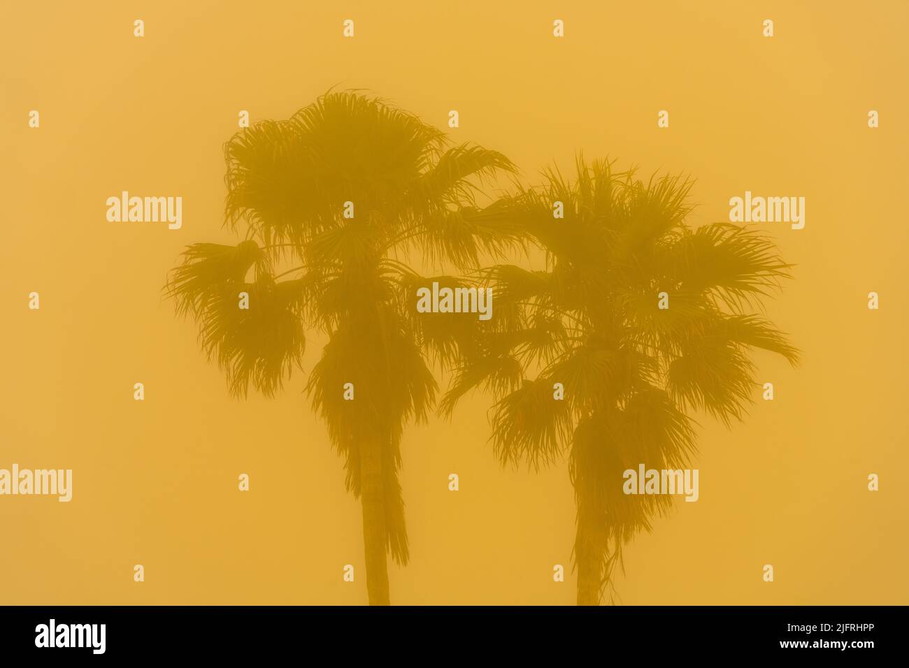 Fan palm trees on a foggy winter morning on South Padre Island, Texas ...