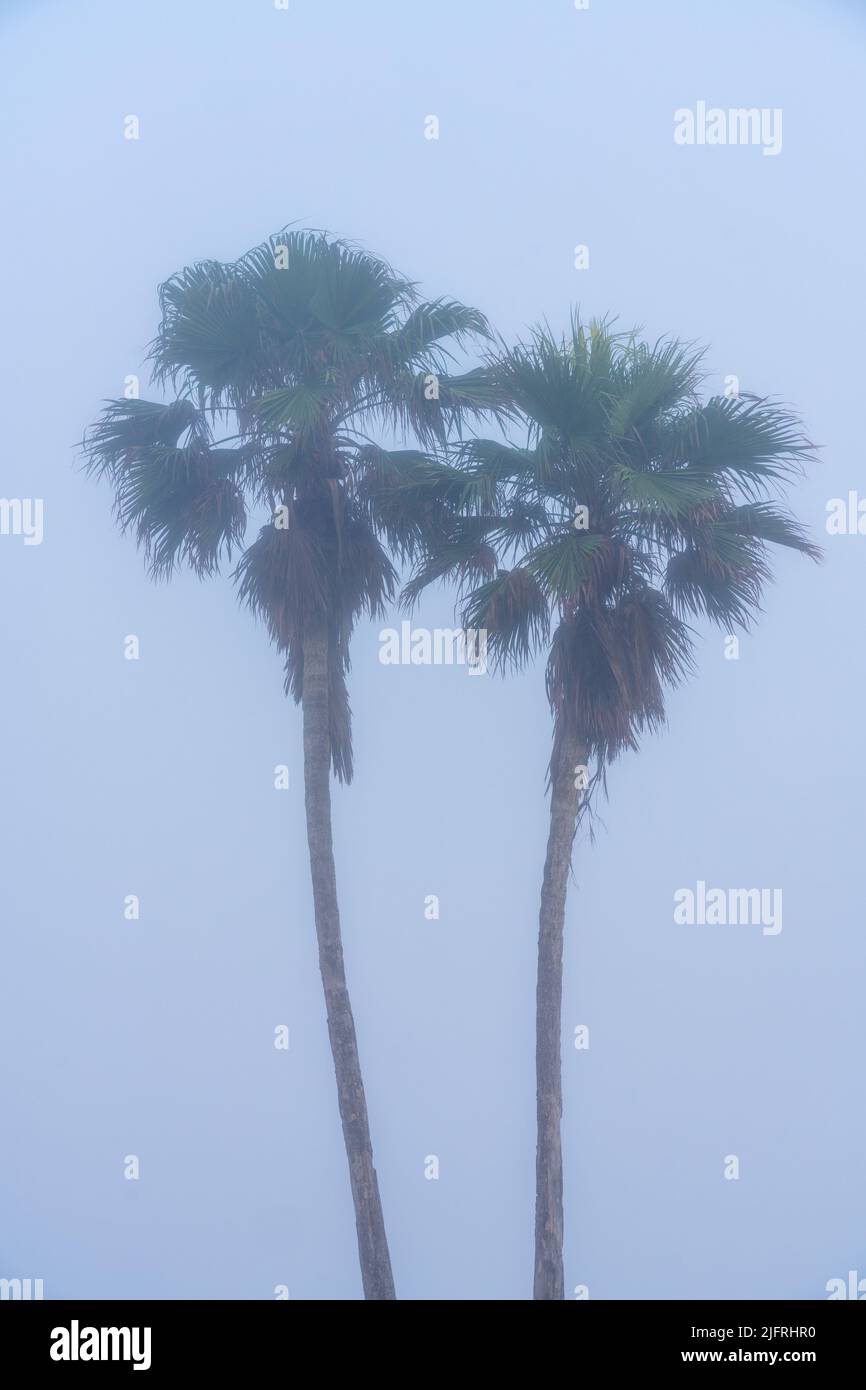 Fan palm trees on a foggy winter morning on South Padre Island, Texas ...