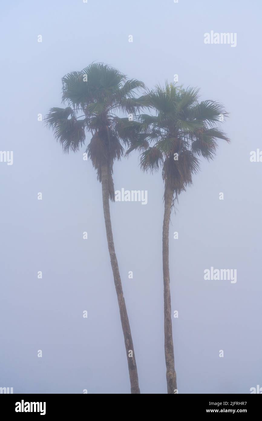 Fan palm trees on a foggy winter morning on South Padre Island, Texas ...