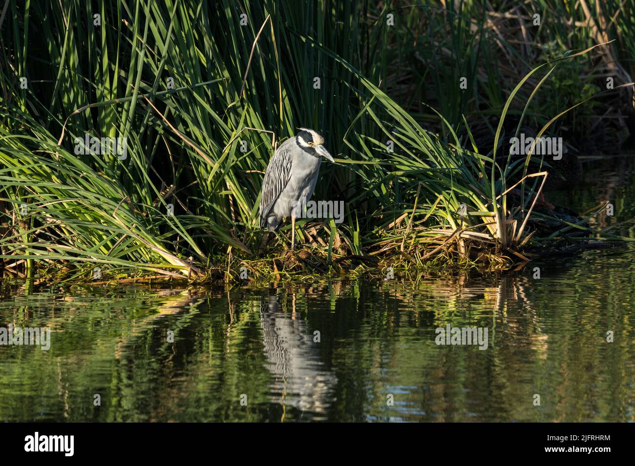 A Yellow-crowned Night Heron in the cattails in a wetland marsh in the ...