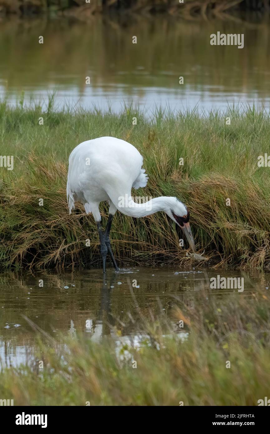 Crab crane hi-res stock photography and images - Alamy