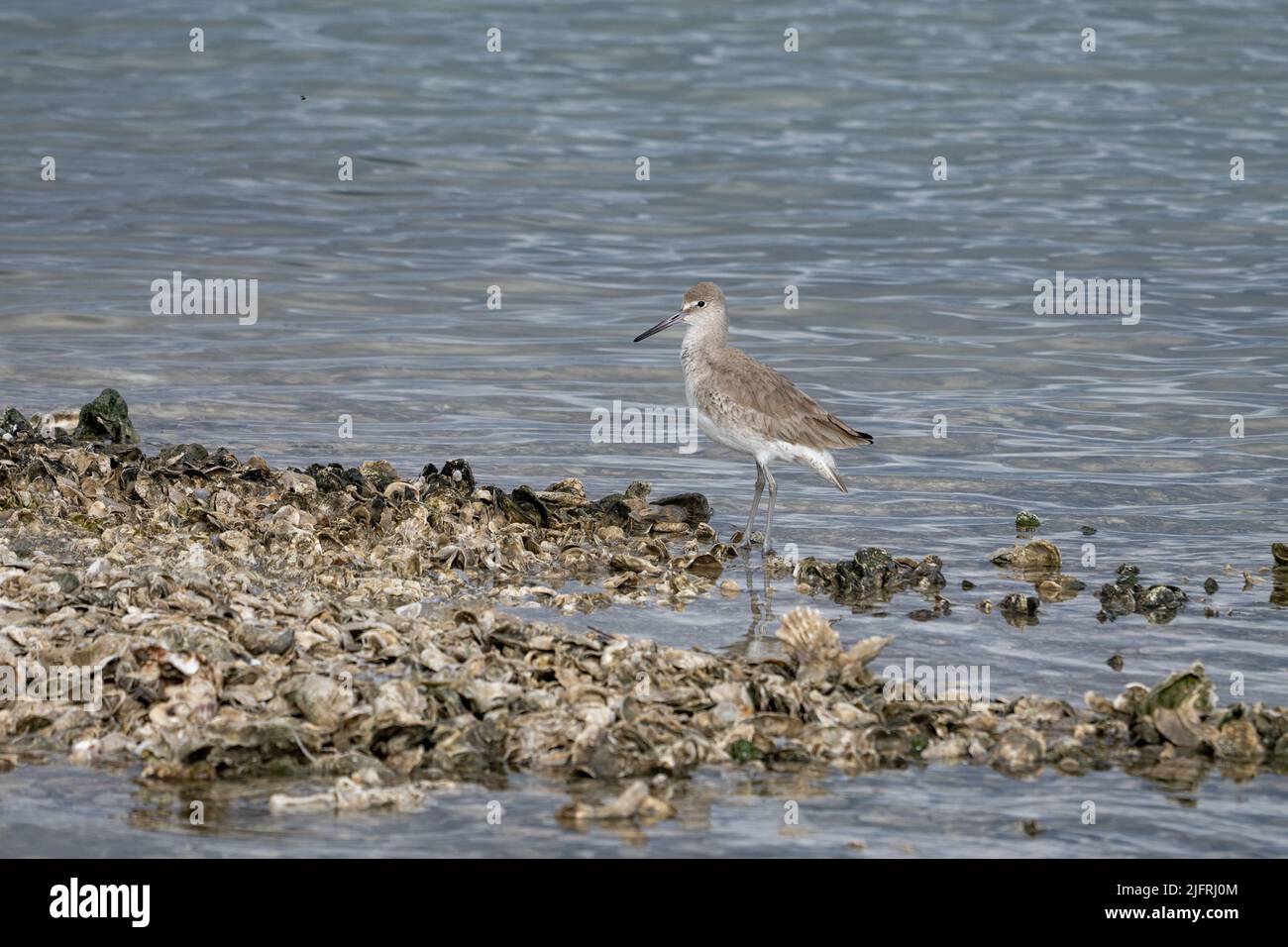 A Willet, Tringa semipalmata, on an oystershell island in the Aransas ...