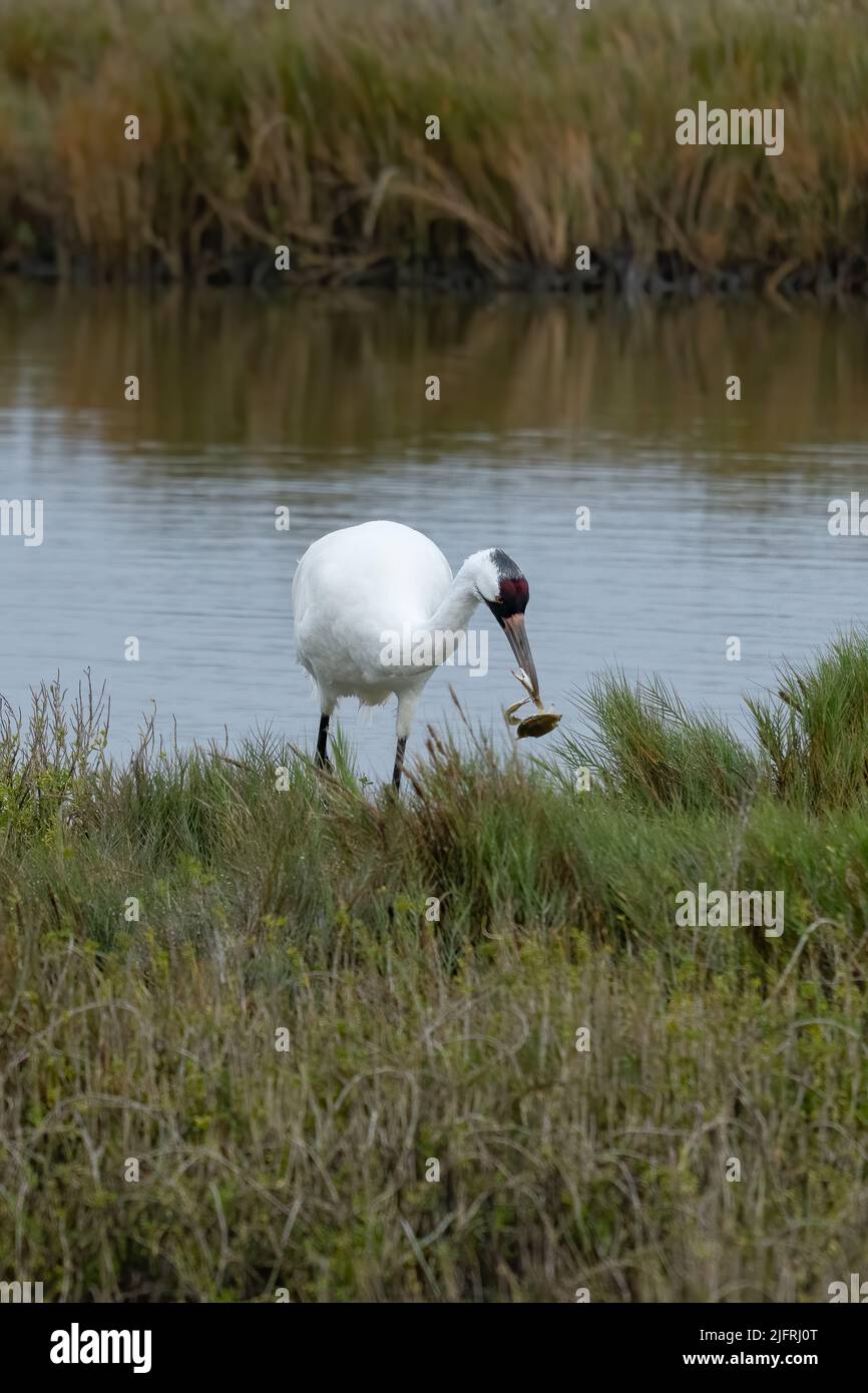 A Whooping Crane, Grus americana, catching an Atlantic Blue Crab in the ...