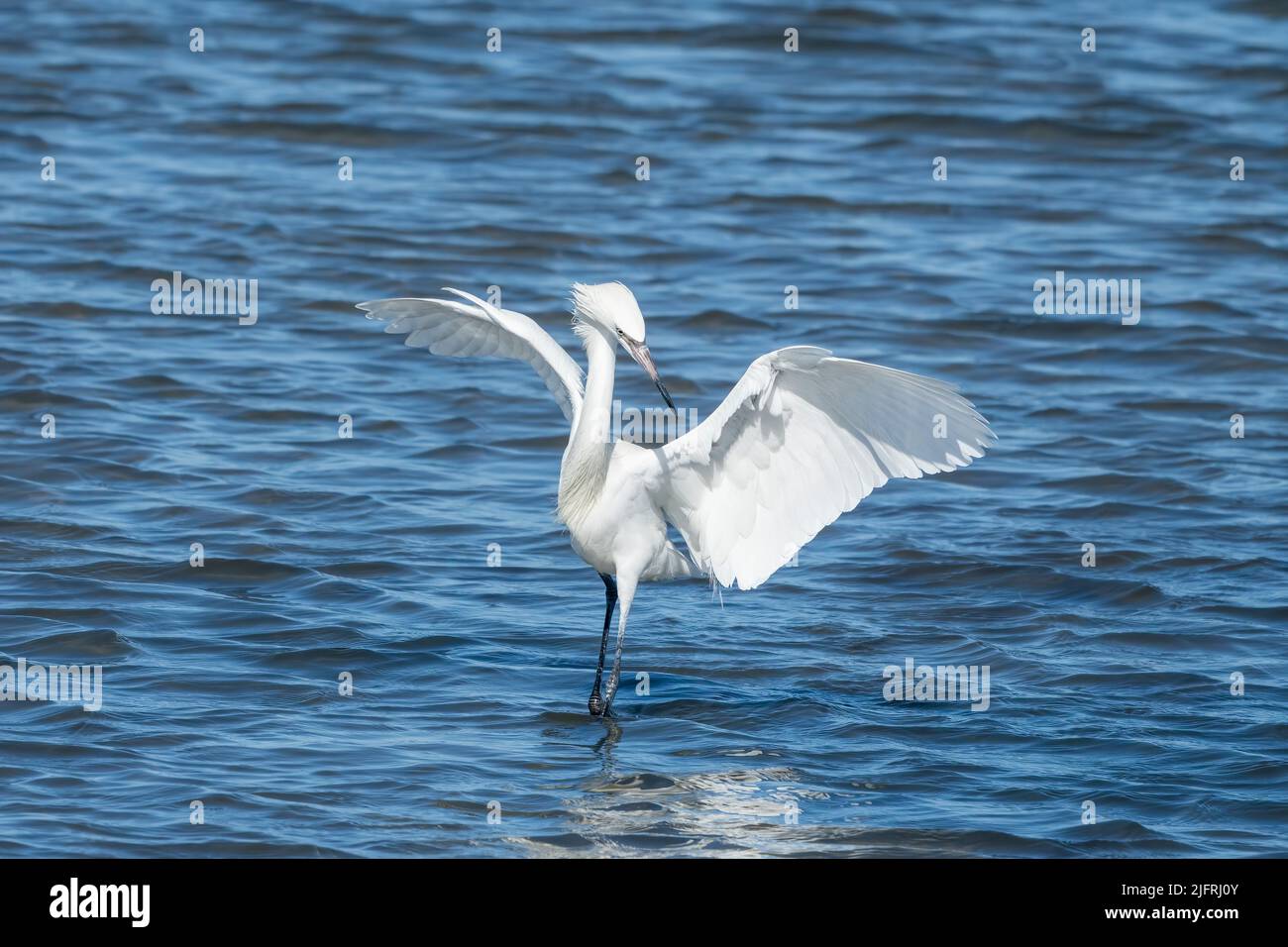 A white morph Reddish Egret runs in its hunting "dance" in the shallow ...