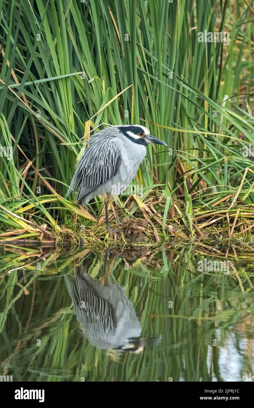 A Yellow-crowned Night Heron in the cattails in a wetland marsh in the ...