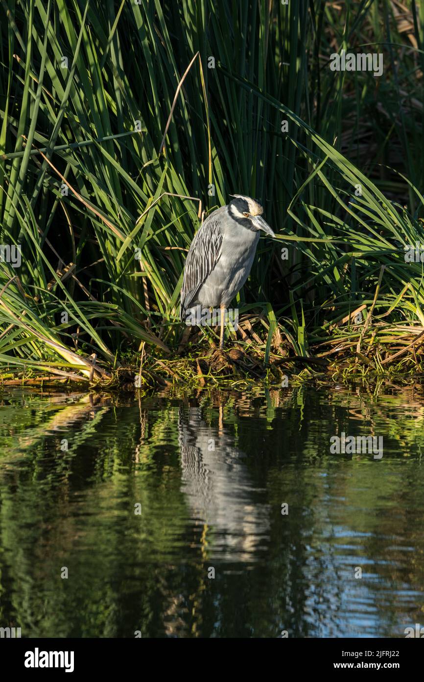 A Yellow-crowned Night Heron in the cattails in a wetland marsh in the ...
