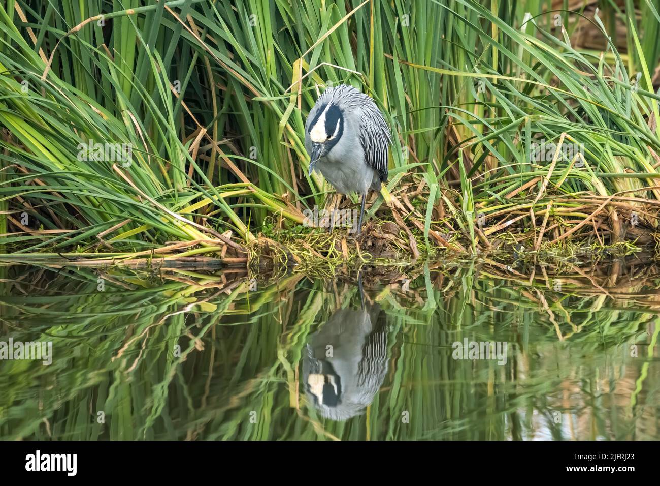 A Yellow-crowned Night Heron in the cattails in a wetland marsh in the ...