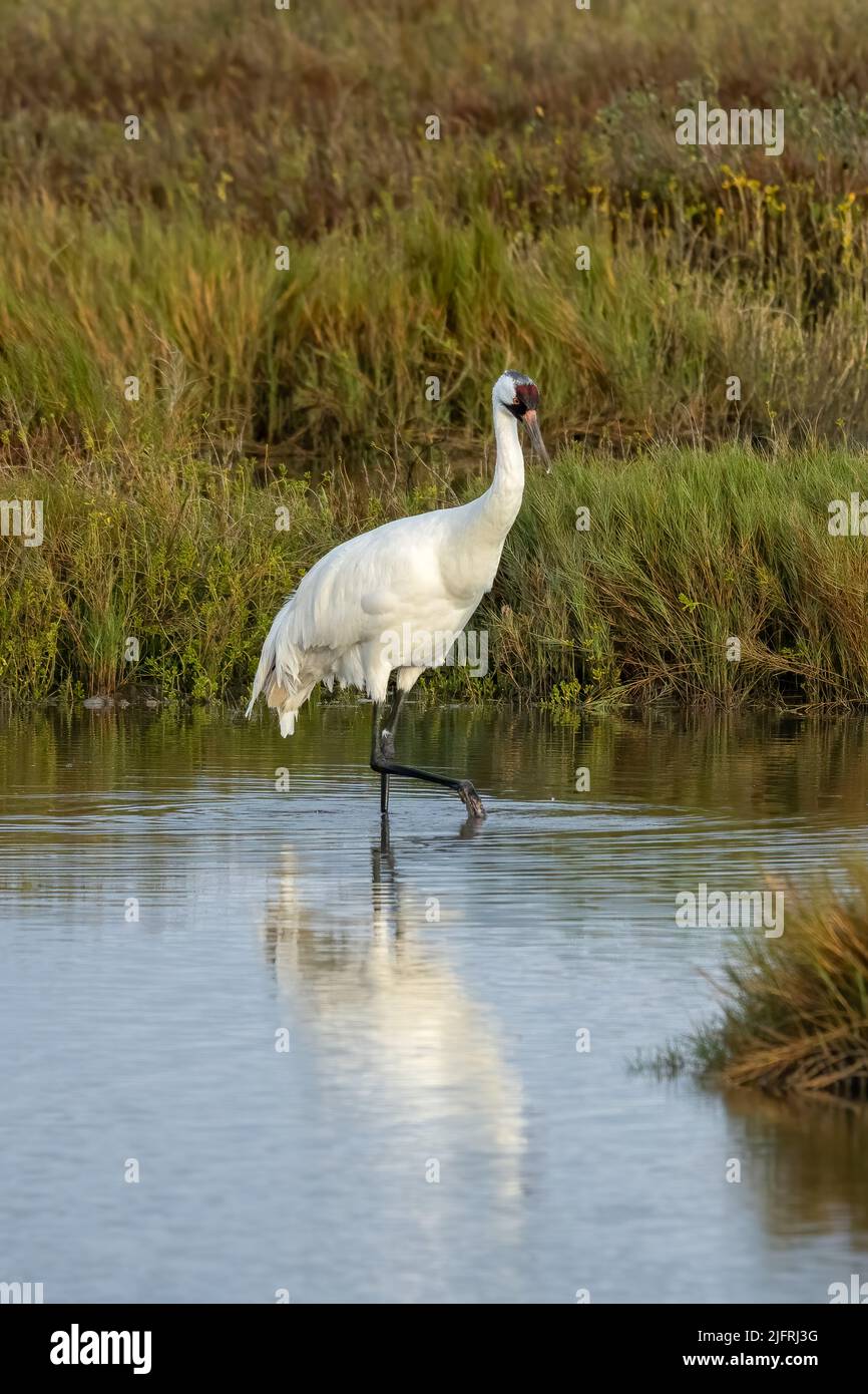 An adult Whooping Crane, Grus americana, in its wintering grounds in ...