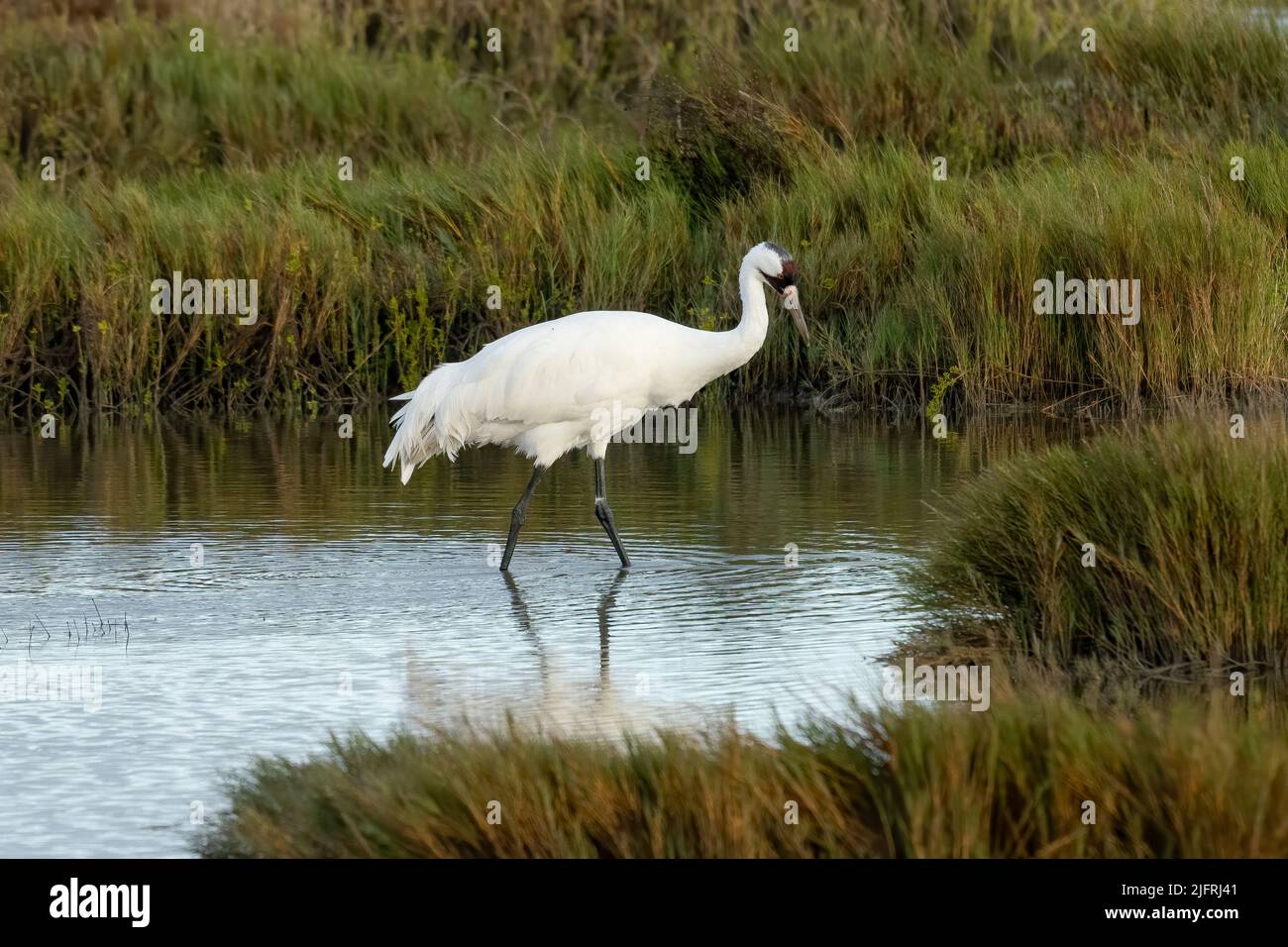 An adult Whooping Crane, Grus americana, in its wintering grounds in ...