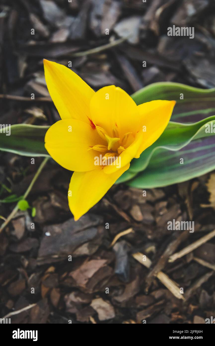 Top view of garden hi-res stock photography and images - Alamy