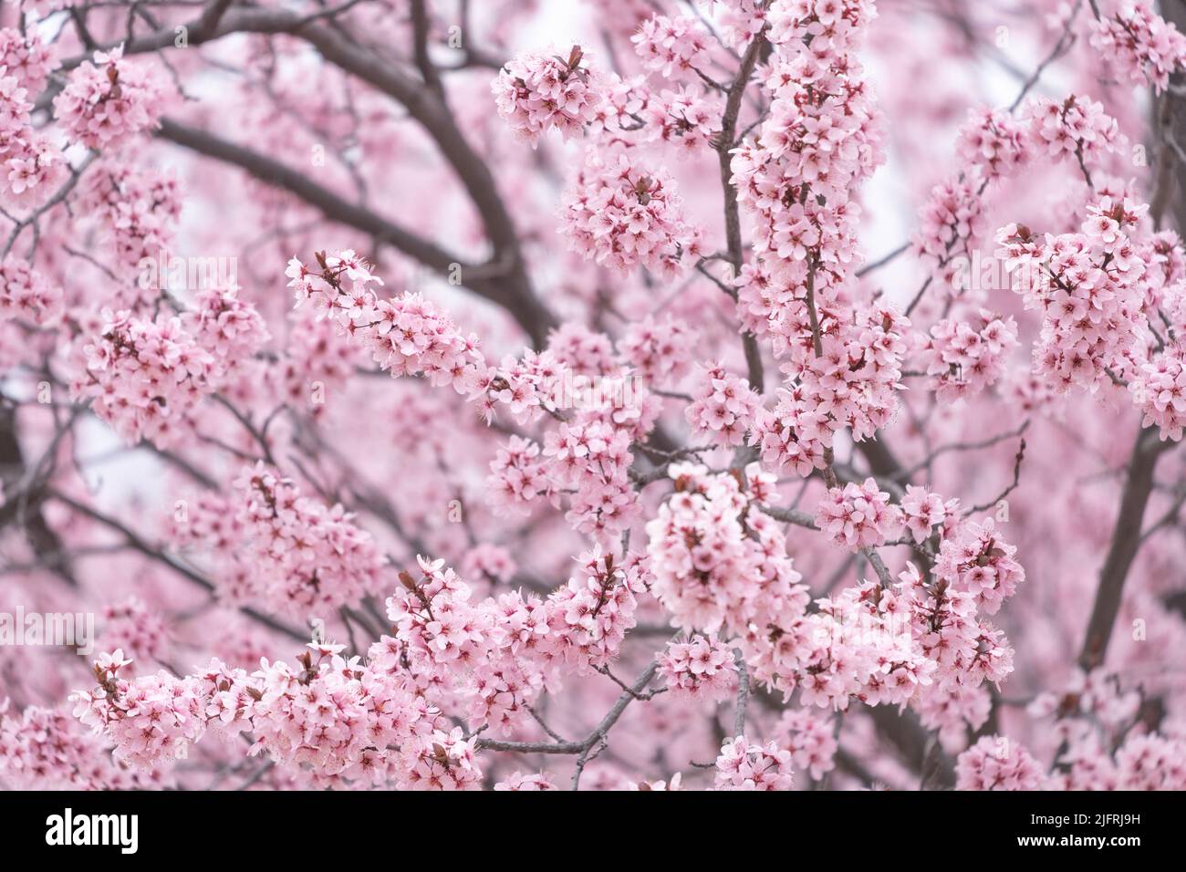 New world flora hi-res stock photography and images - Alamy