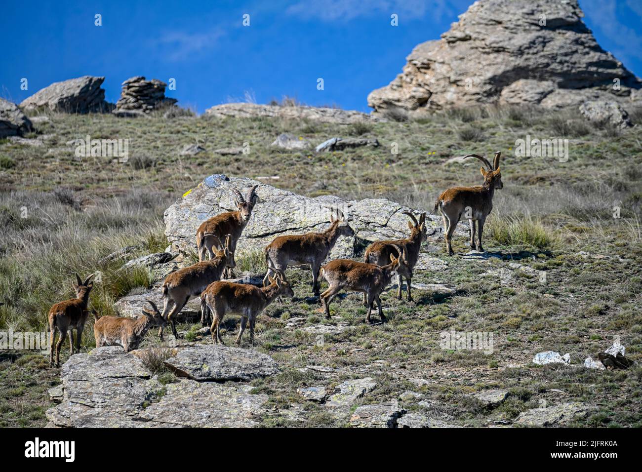 The Iberian ibex or ibex is one of the species of bovids of the genus ...