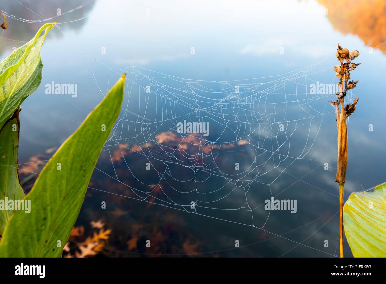 Spider web between plants at the pond at Lake Kenmo Drakensberg South ...