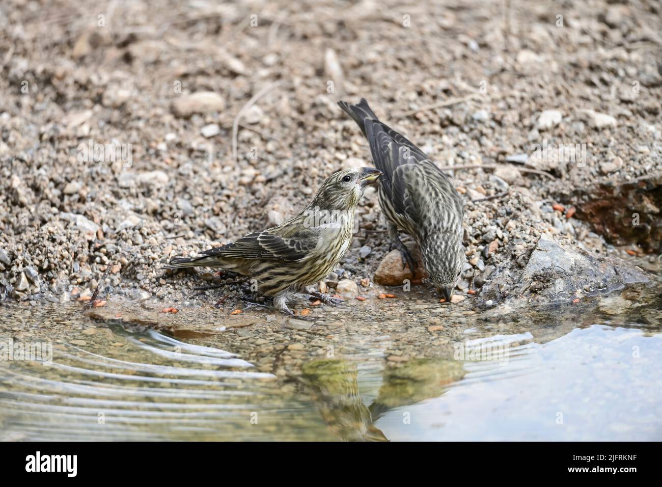 Pair of Crossbills or Loxia curvirostra, drinking water in a pond Stock ...