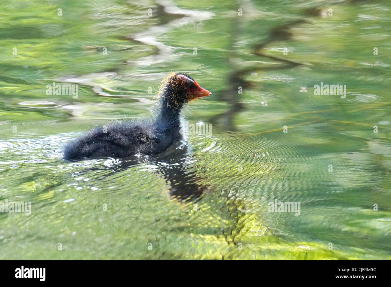 A shallow focus shot of an Eurasian cootling swimming in the lake Stock ...
