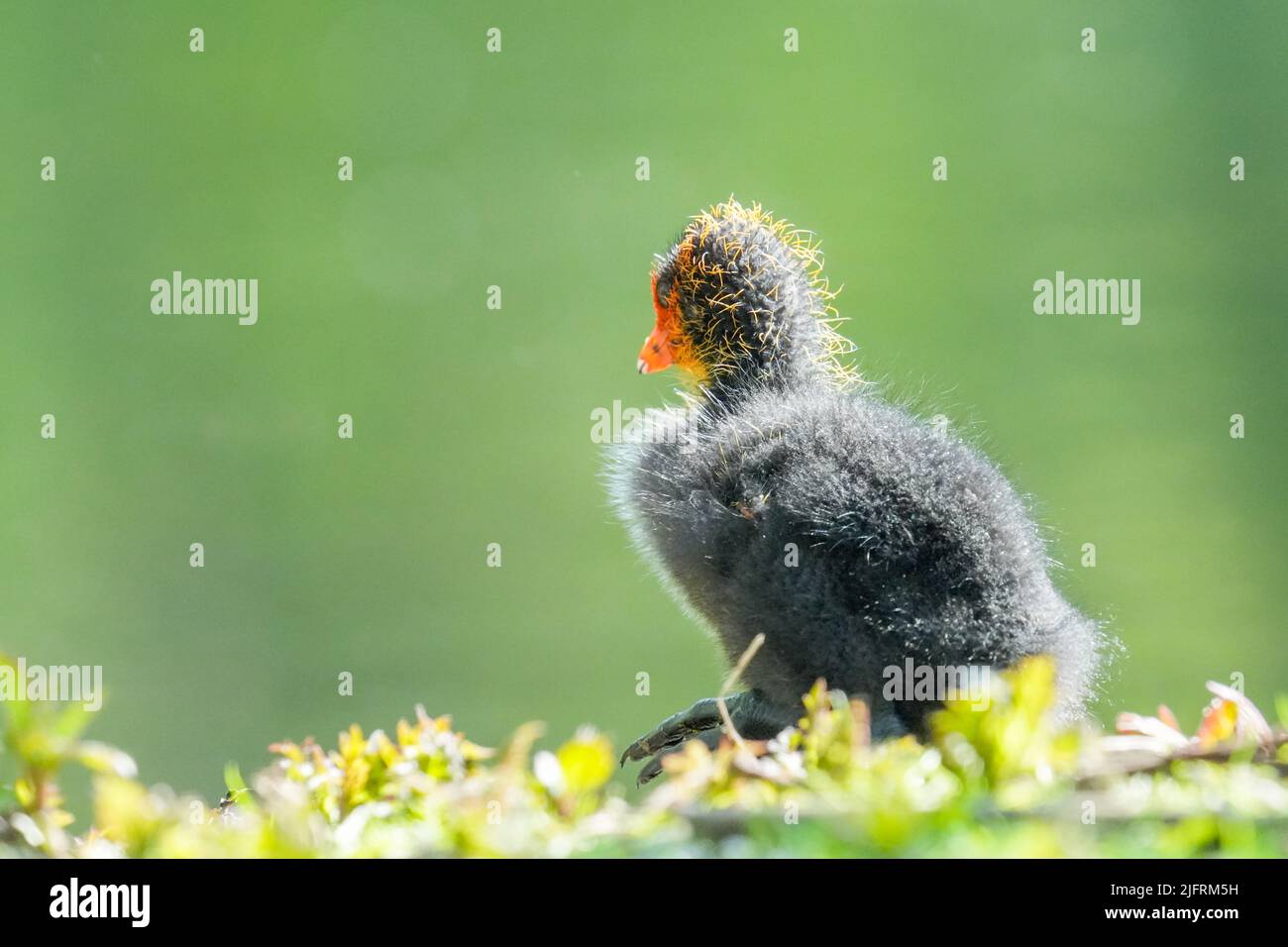 Cootlet hi-res stock photography and images - Alamy