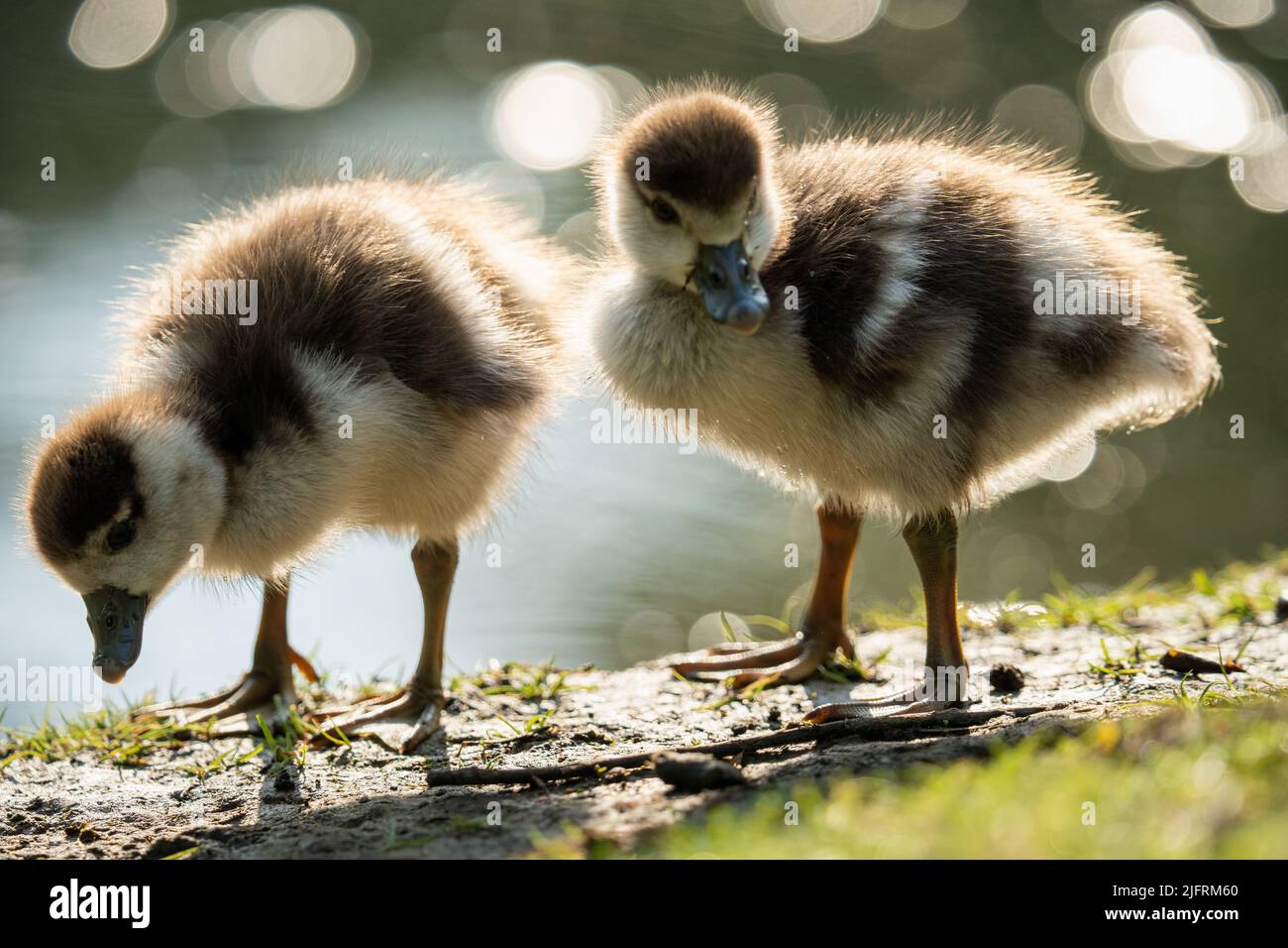 A shallow focus shot of two Egyptian geese goslings standing by the ...