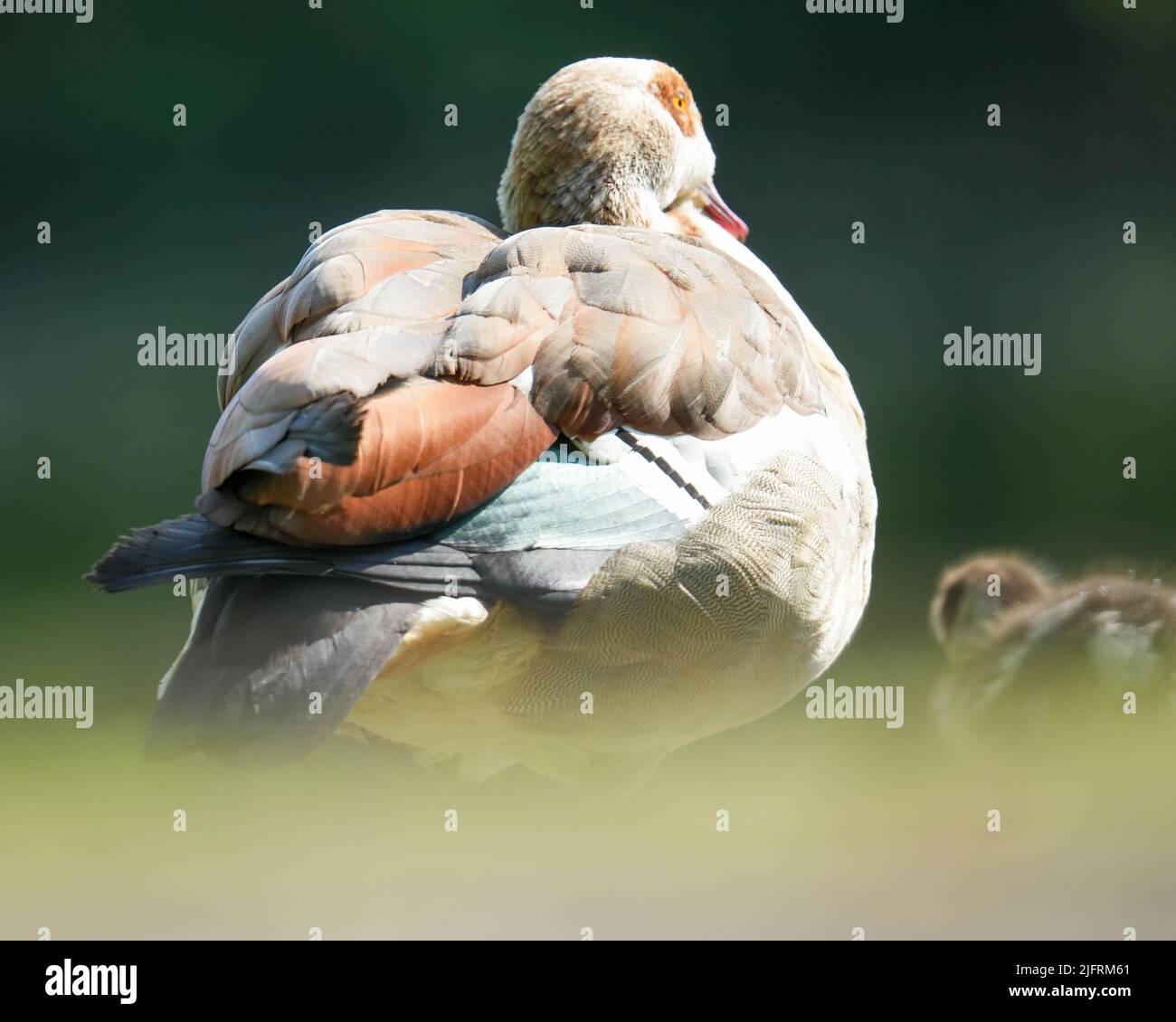 A shallow back shot of an Egyptian goose with her gosling on a blurred ...