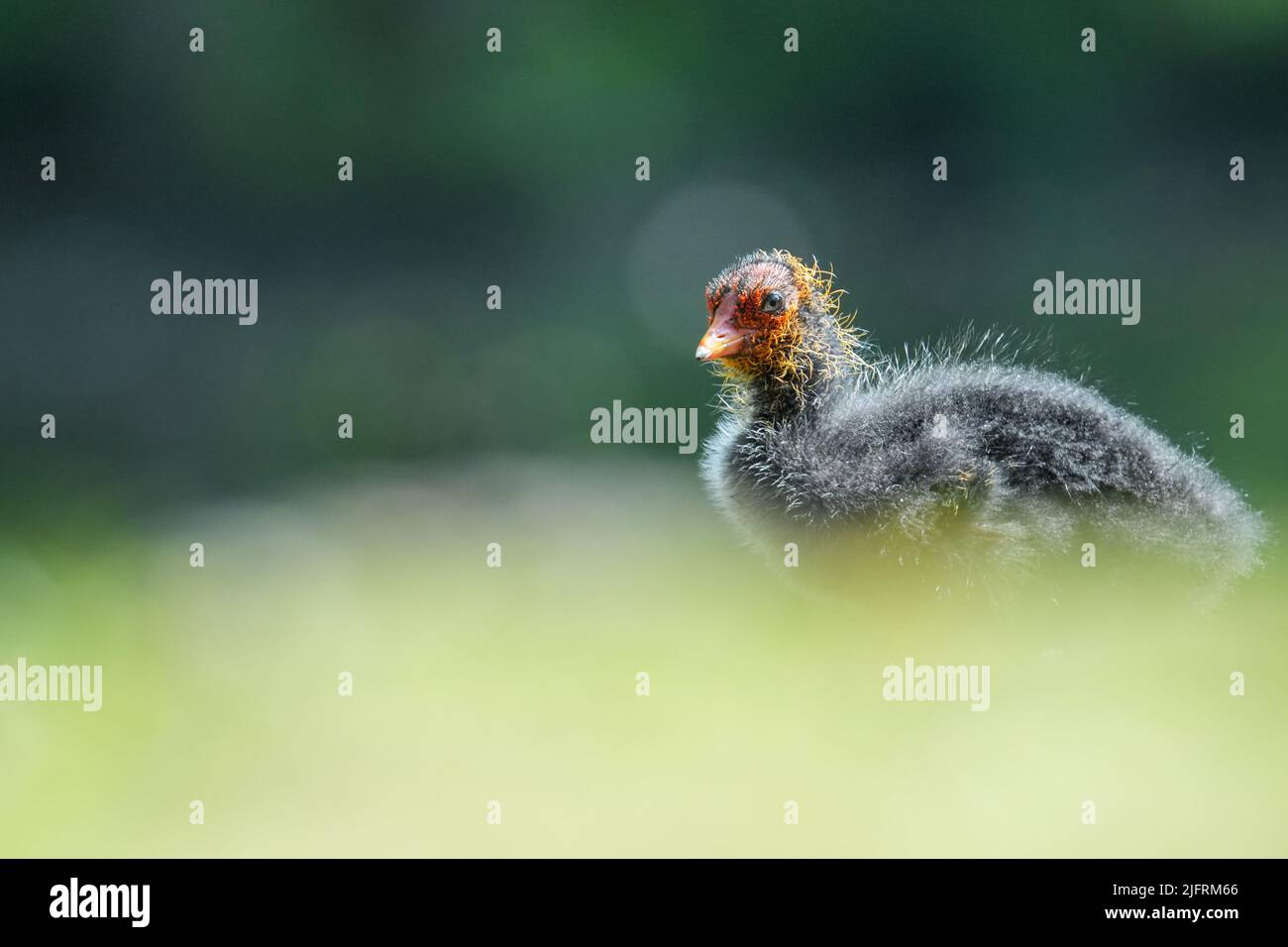 Cootlet hi-res stock photography and images - Alamy