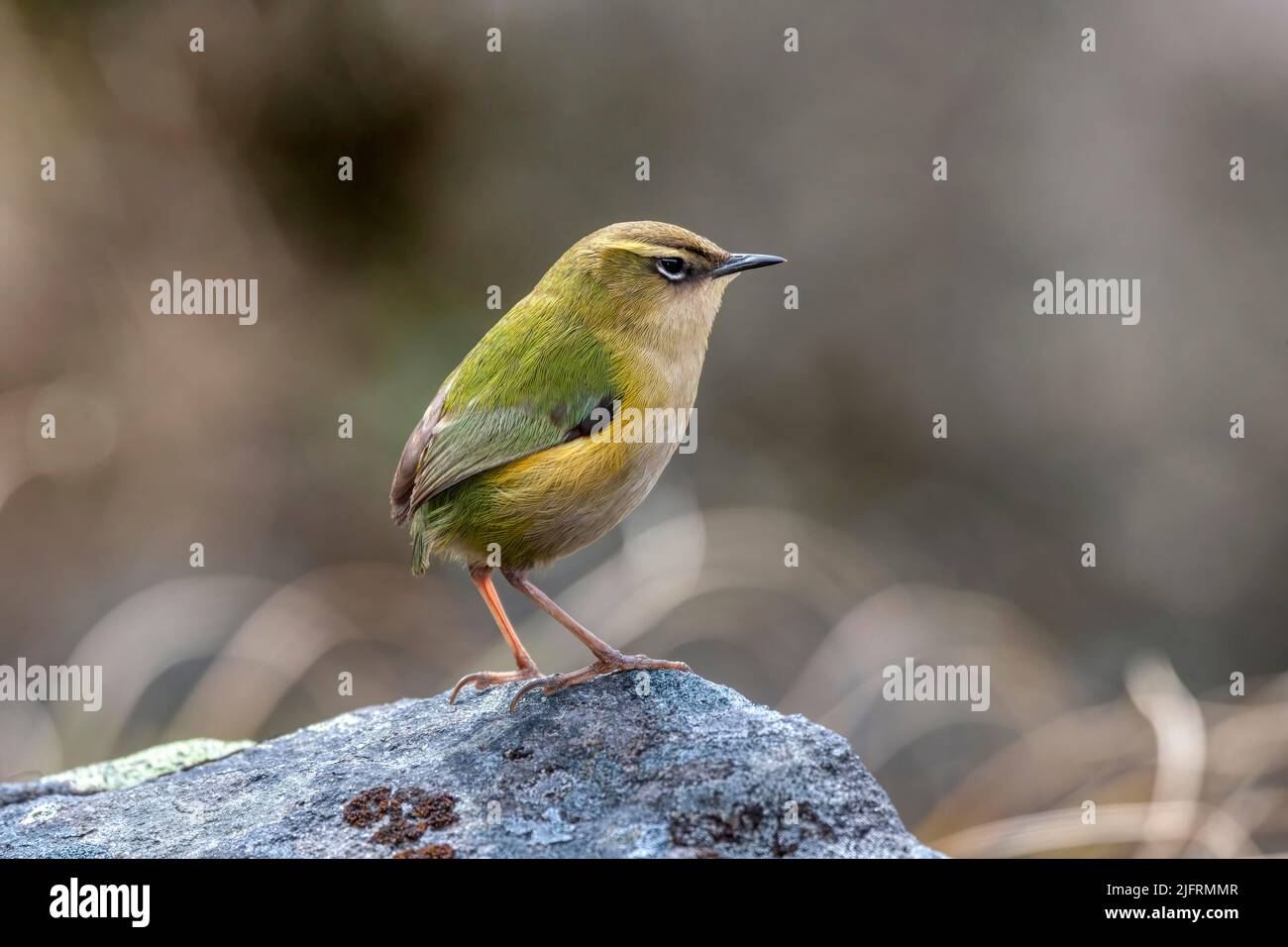 Rock Wren (Xenicus gilviventris) Rock Wren is a small, ground feeding ...