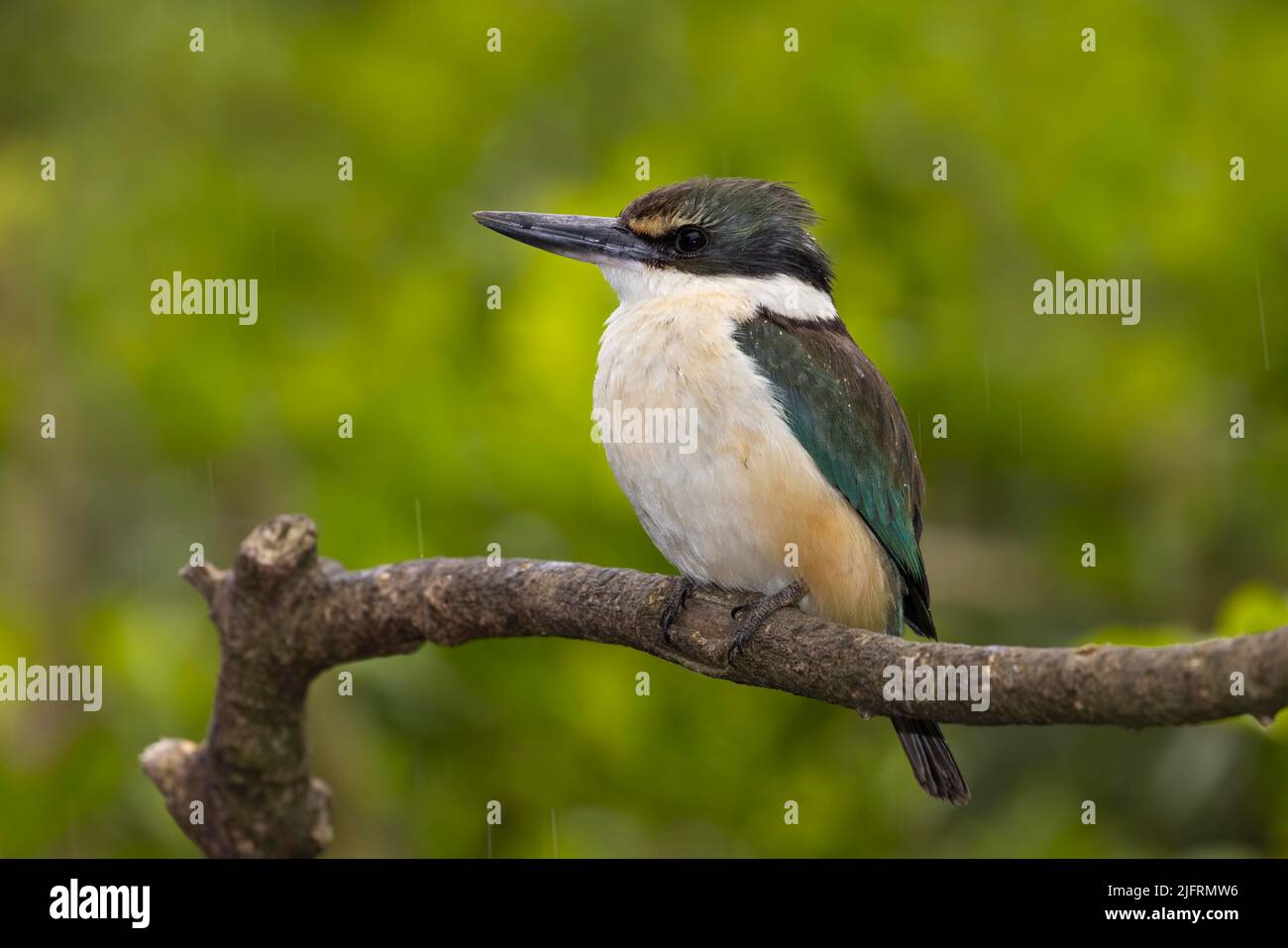 Sacred Kingfisher (Todiramphus sanctus vagans) New Zealand, Credit ...