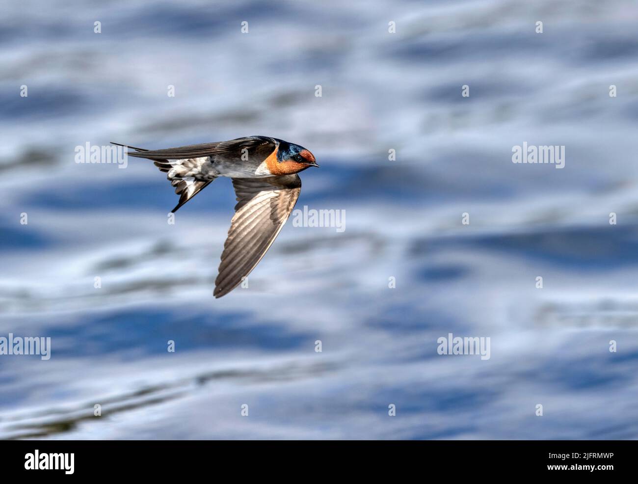 Australasian swallow hi-res stock photography and images - Alamy