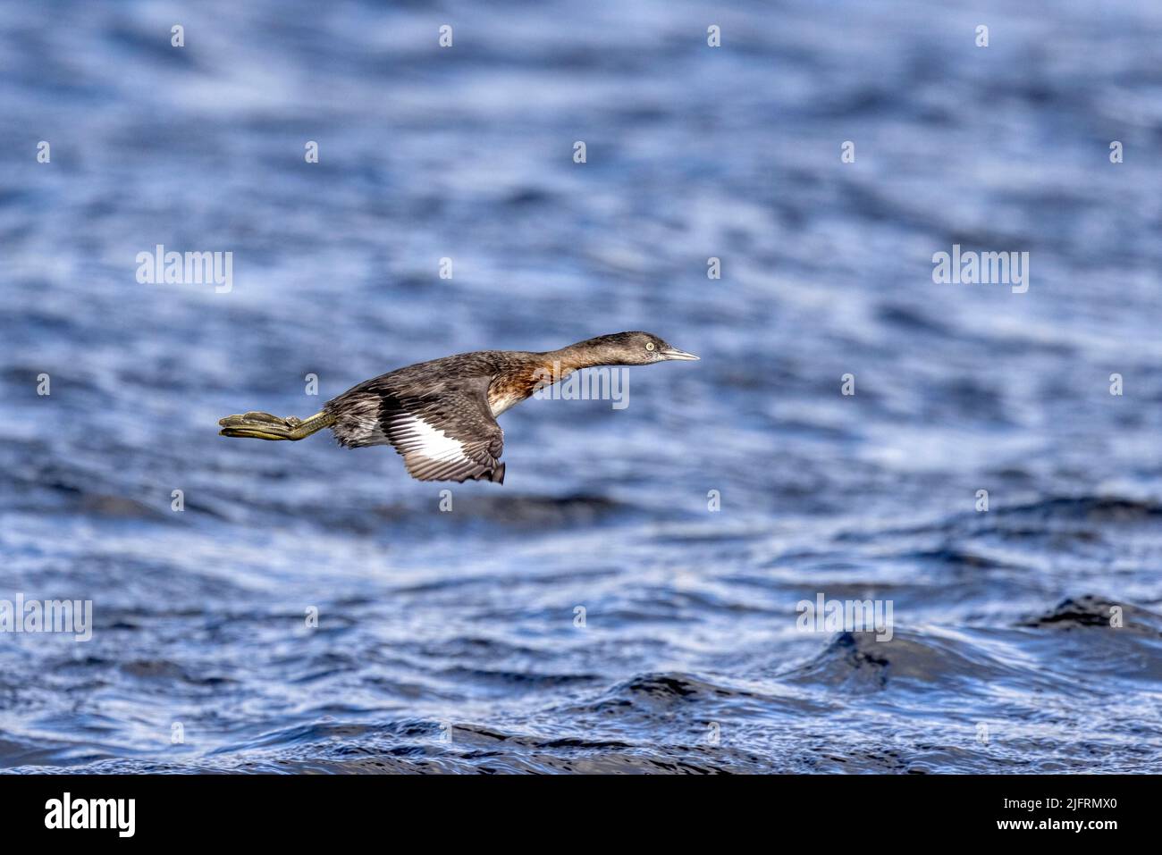 New Zealand Grebe (Poliocephalus rufopectus) in flight, North Island ...