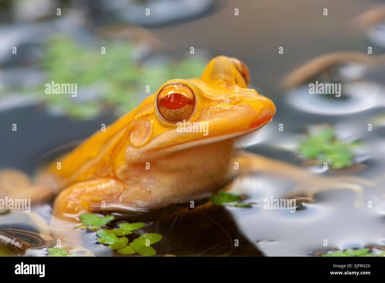 Ranoidea aurea hi-res stock photography and images - Alamy