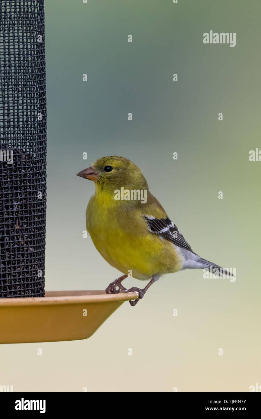 A Golden Finch visiting my feeders in rural Door County Wisconsin Stock ...