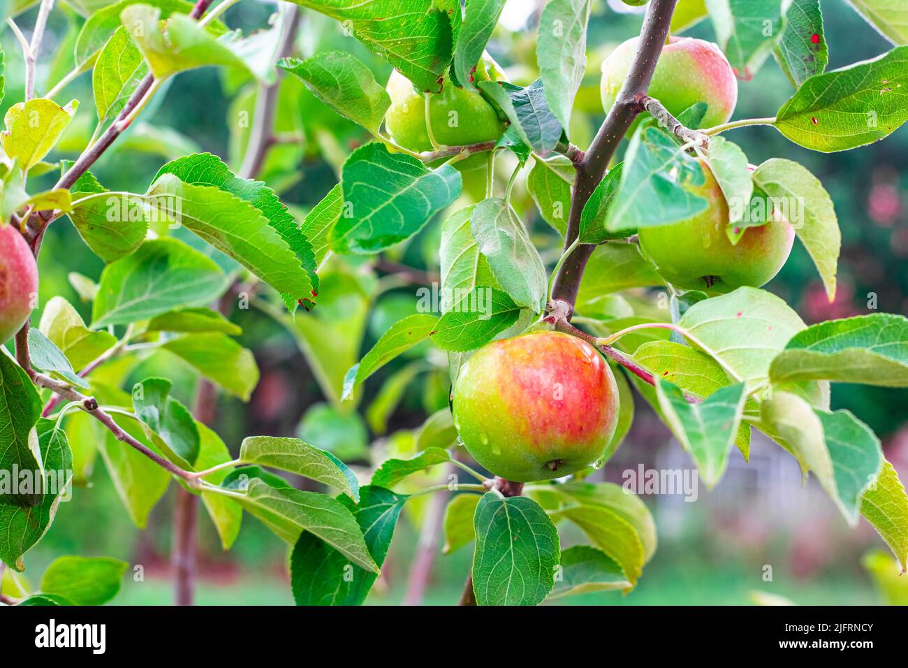Green apples grow on a young apple tree, with drops of water after rain ...