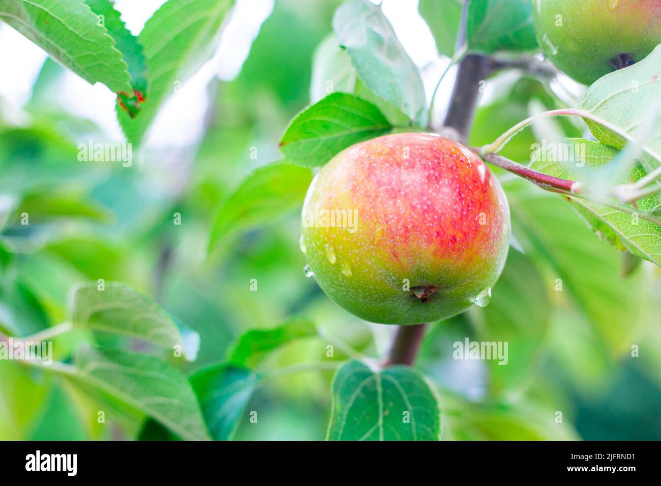 A green apple with a red side ripens on an apple tree branch. Growing ...