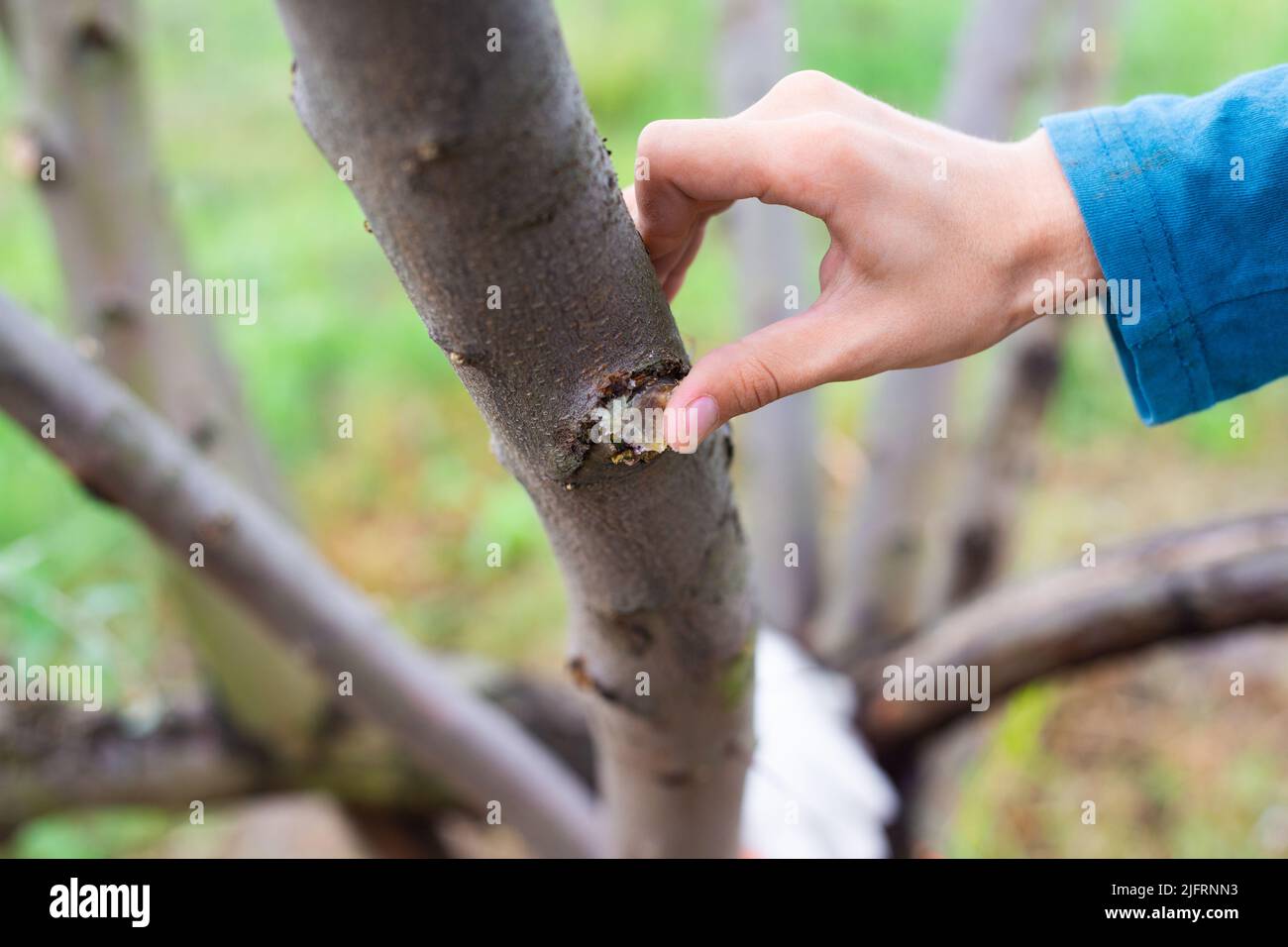 A boy covers up a wound on a tree with garden wax after cutting the ...