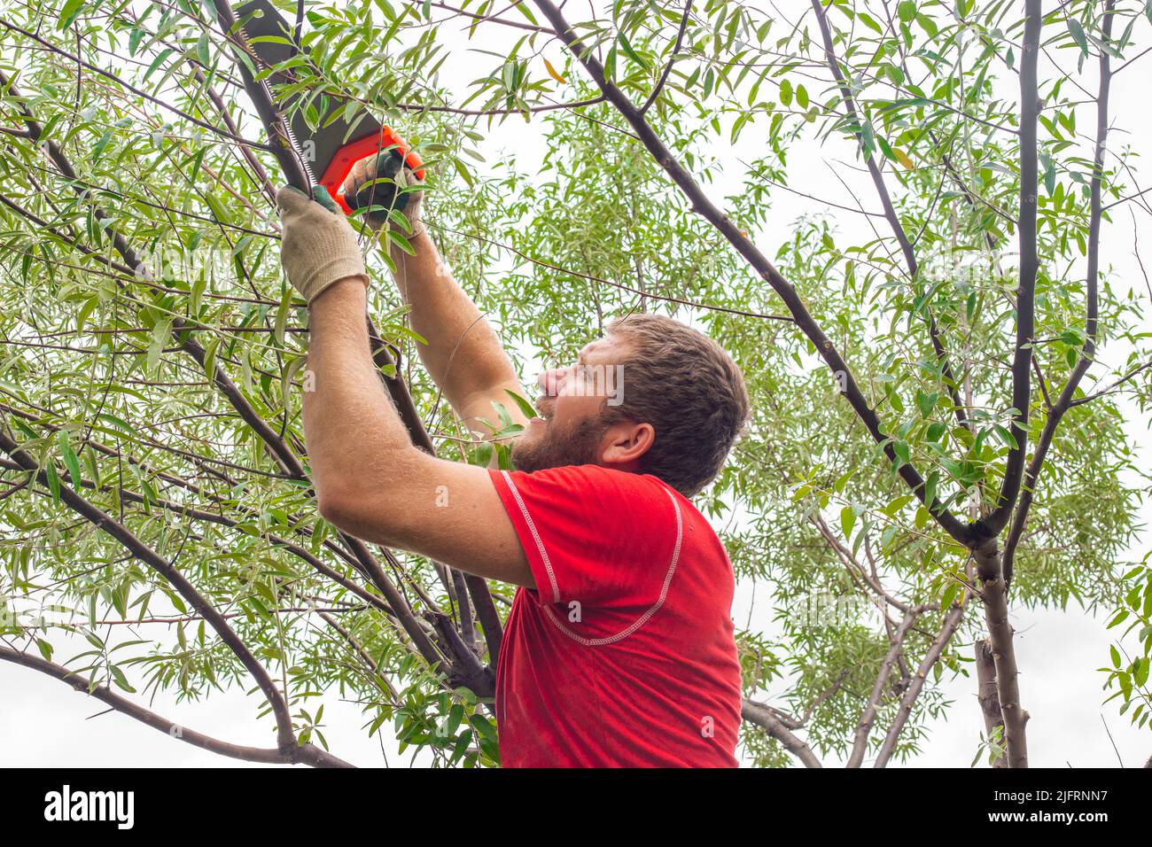 A man saws off a branch of a tree in the garden with a saw. Formation ...