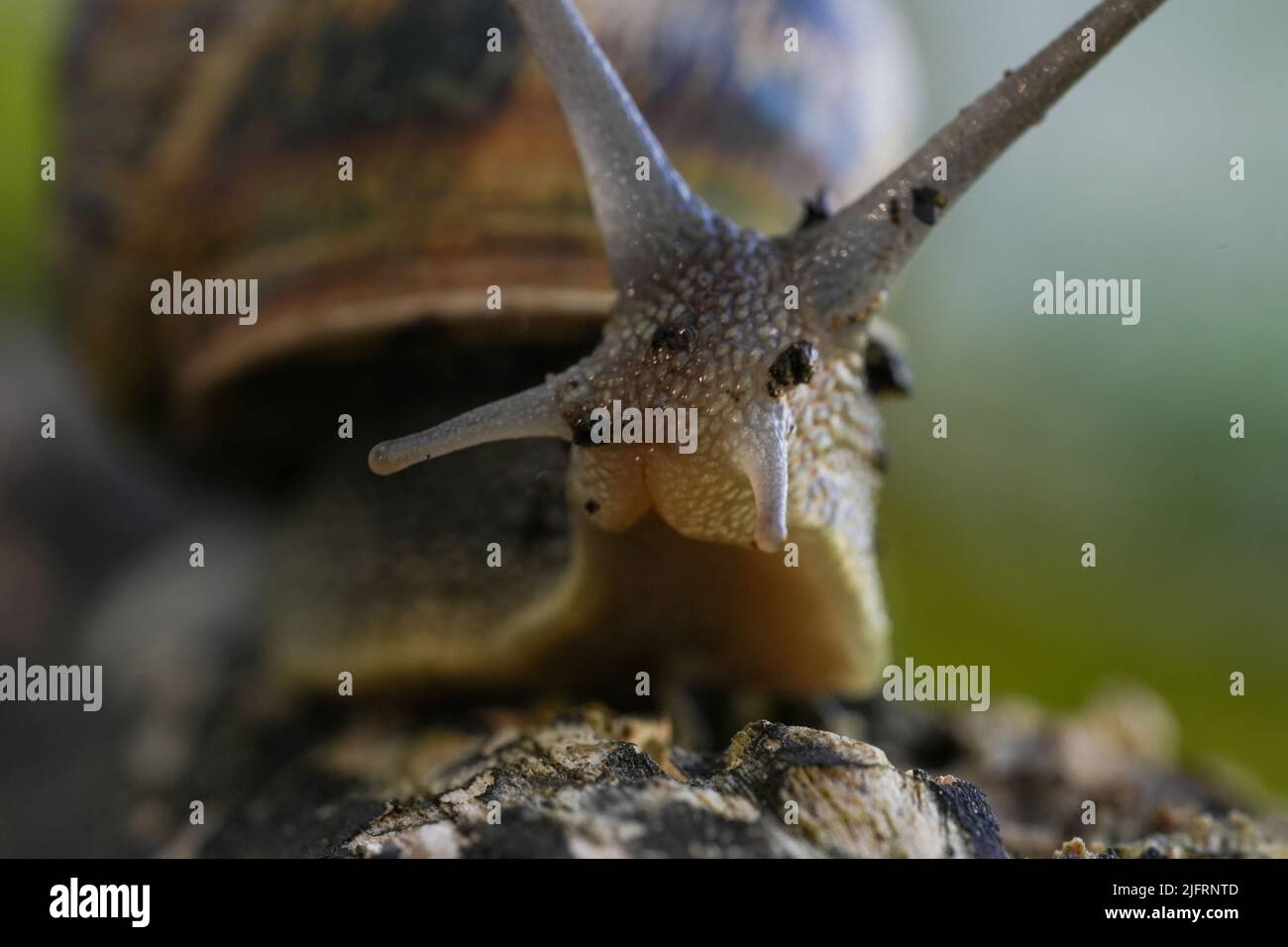 A close-up shot of a snail crawling on a tree log Stock Photo - Alamy